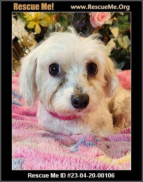 - Colorado Poodle Rescue - ADOPTIONS - Rescue Me!