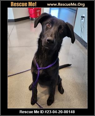 - Utah German Shepherd Rescue - ADOPTIONS - Rescue Me!