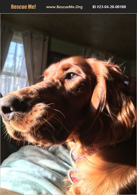 ADOPT 23042000180 ~ Irish Setter Rescue ~ Ashburnham, MA