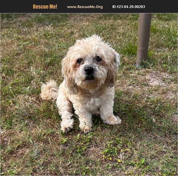 ADOPT 23042000283 ~ Havanese Rescue ~ Tampa, FL