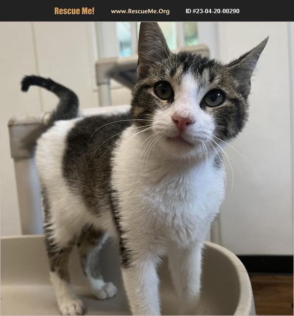 ADOPT 23042000290 ~ American Shorthair Rescue ~ Ohio