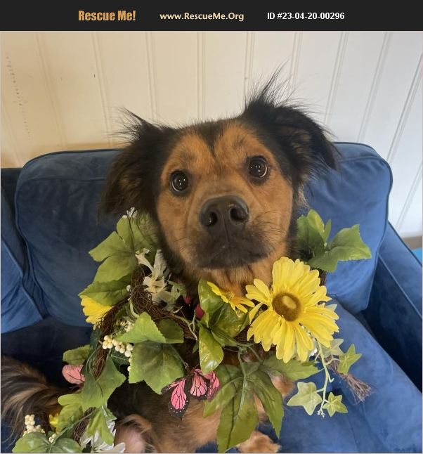 ADOPT 23042000296 ~ Golden Retriever Rescue ~ Ohio