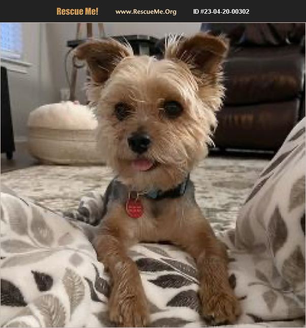 ADOPT 23042000302 ~ Yorkie Rescue ~ Leander, TX