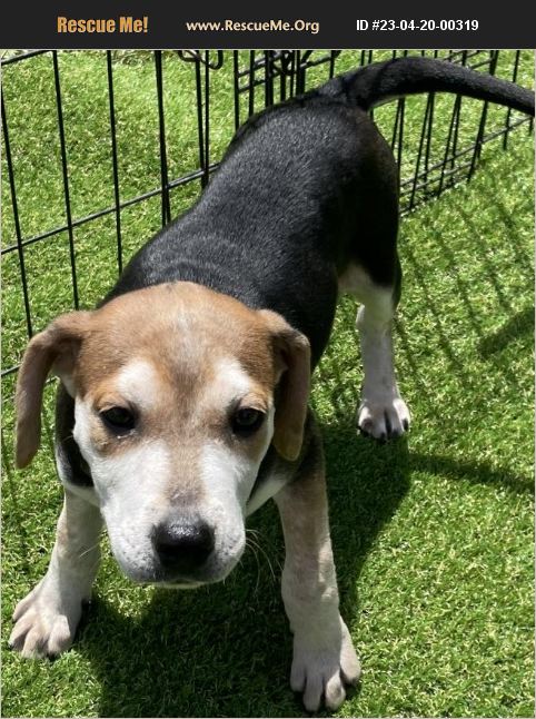 ADOPT 23042000319 ~ Beagle Rescue ~ Ohio