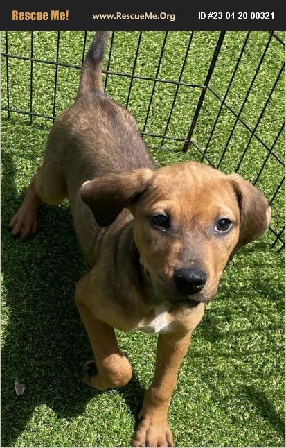 ADOPT 23042000321 ~ Beagle Rescue ~ Connecticut