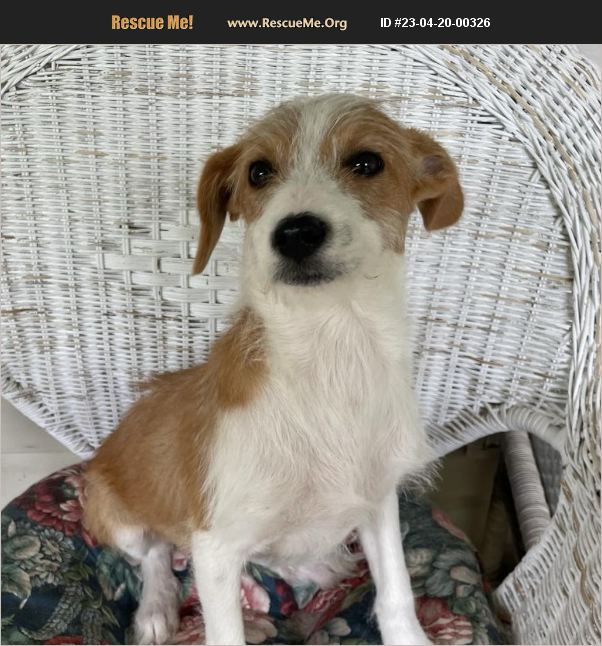 ADOPT 23042000326 ~ Parson Russell Terrier Rescue ~ Ohio