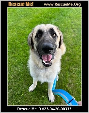 - Minnesota Dog Rescue - ADOPTIONS - Rescue Me!