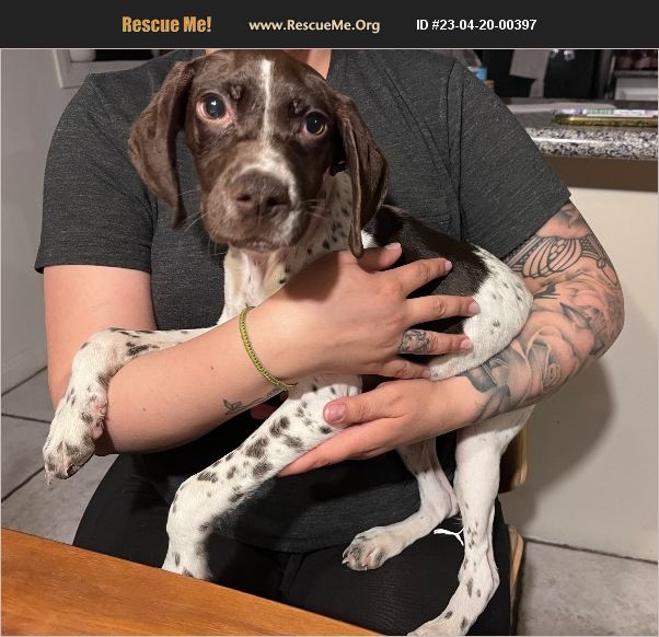 ADOPT 23042000397 ~ German Shorthaired Pointer Rescue ~ Las Vegas, NV