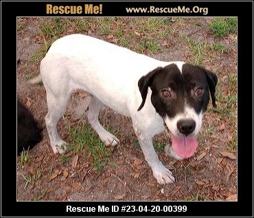 - Florida Pointer Rescue - ADOPTIONS - Rescue Me!