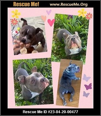 - California Bulldog Rescue - ADOPTIONS - Rescue Me!