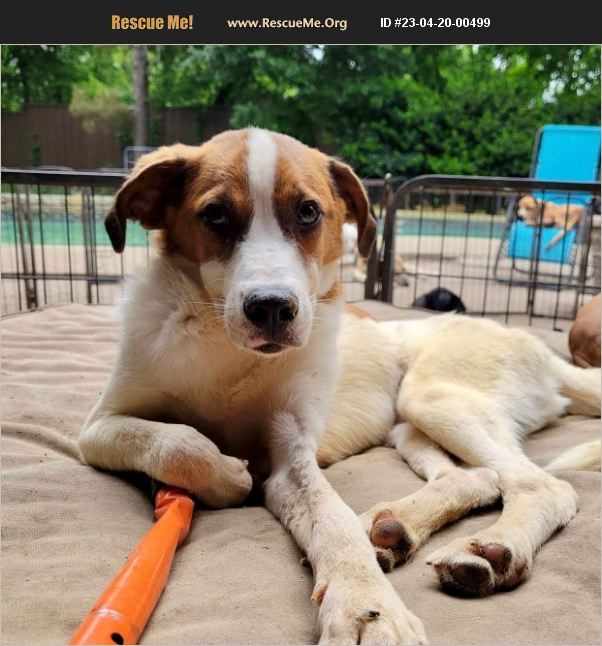 ADOPT 23042000499 ~ Lab Rescue ~ Toronto, Ontario, Canada