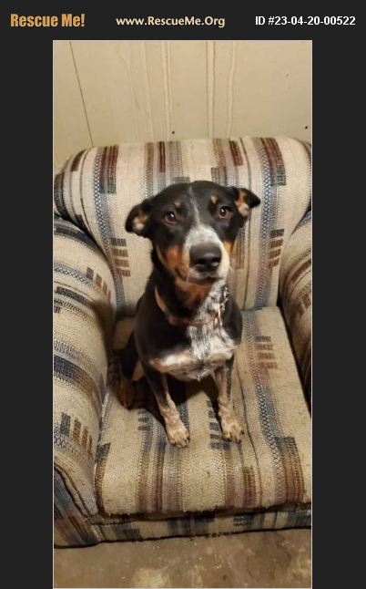 ADOPT 23042000522 ~ Australian Kelpie Rescue ~ Henderson, NV