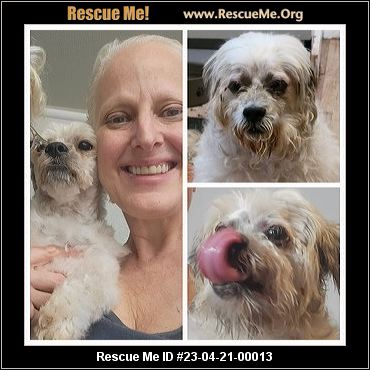 - Florida Maltese Rescue - ADOPTIONS - Rescue Me!