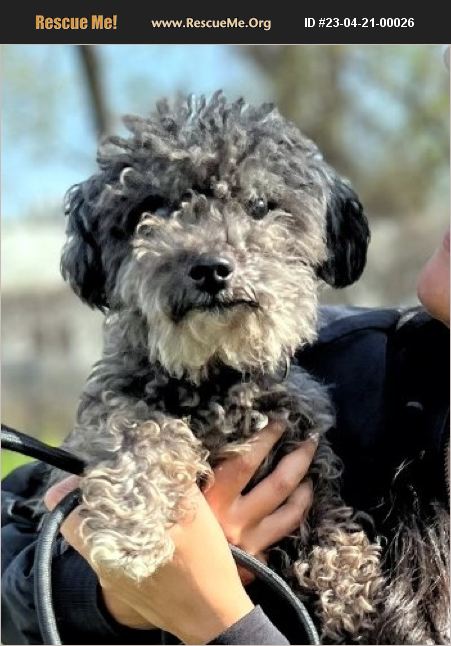 ADOPT 23042100026 ~ Poodle Rescue ~ Bedford Hills, NY