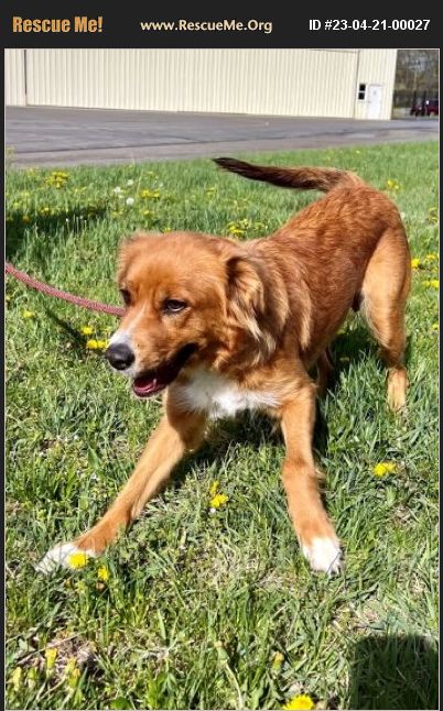 ADOPT 23042100027 ~ Nova Scotia Duck Toller Rescue ~ Bedford Hills, NY