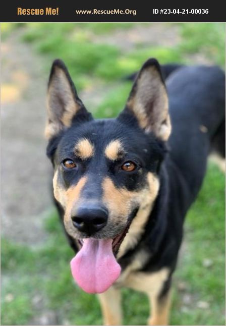 ADOPT 23042100036 ~ Australian Kelpie Rescue ~ Jurupa Valley, CA