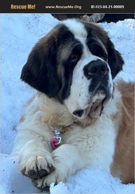 ADOPT 23042100085 ~ Saint Bernard Rescue ~ Belknap County, NH