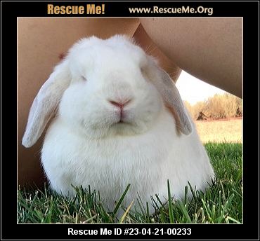 - California Rabbit Rescue - ADOPTIONS - Rescue Me!