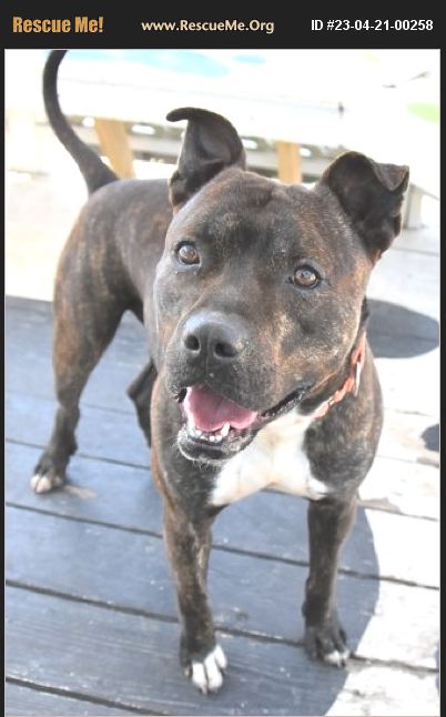 ADOPT 23042100258 ~ American Staffordshire Terrier Rescue ~ INVERNESS, FL