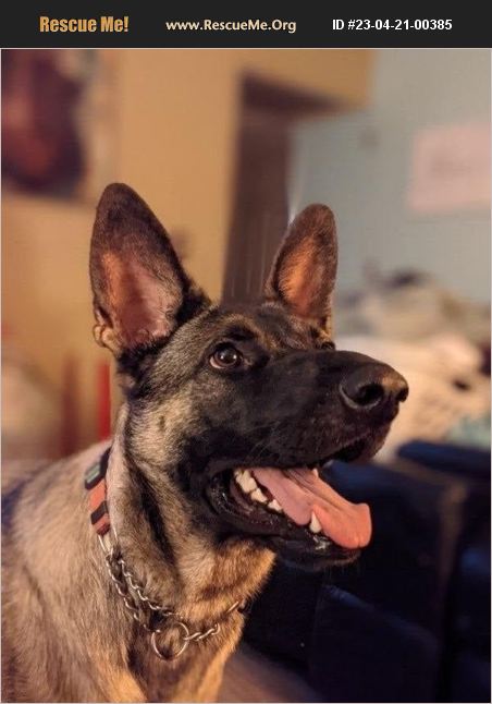 ADOPT 23042100385 ~ Belgian Malinois Rescue ~ Bakersfield, CA