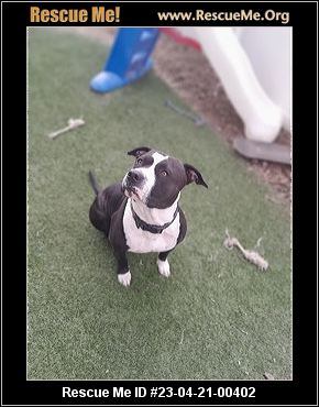 - Colorado Pit Bull Rescue - ADOPTIONS - Rescue Me!