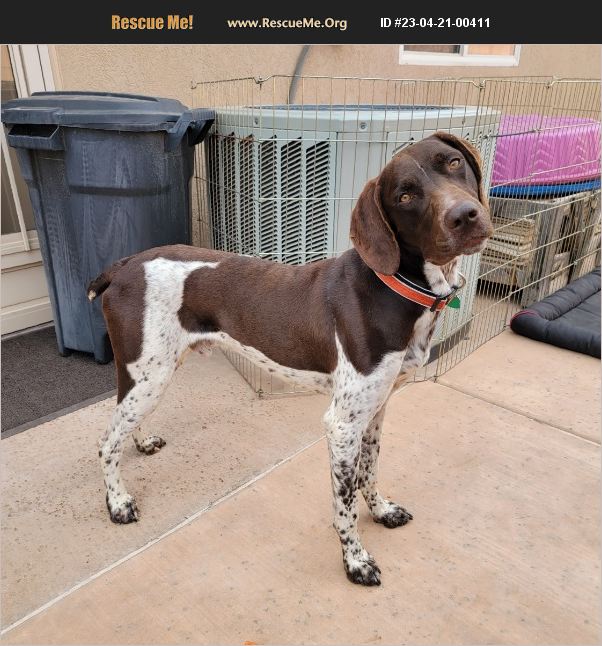 ADOPT 23042100411 ~ German Shorthaired Pointer Rescue ~ Washington, UT