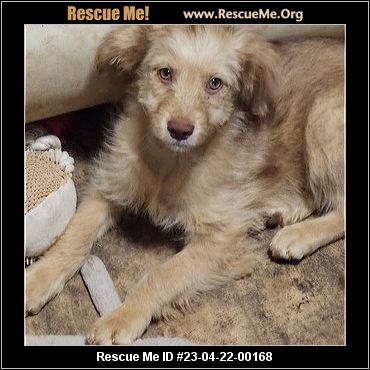 - Arizona Poodle Rescue - ADOPTIONS - Rescue Me!