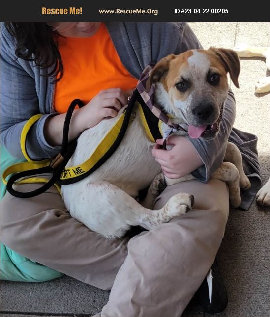 ADOPT 23042200205 ~ Mastiff Rescue ~ Sparta, NJ