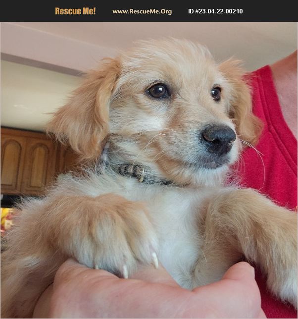 ADOPT 23042200210 ~ Golden Retriever Rescue ~ Phoenix, AZ