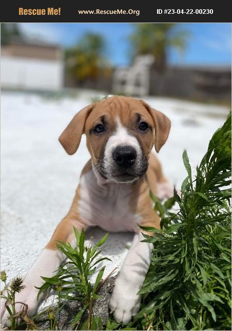 ADOPT 23042200230 ~ Boxer Rescue ~ Tampa, FL