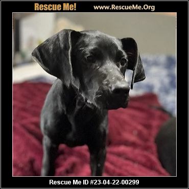 - Virginia Black and Tan Coonhound Rescue - ADOPTIONS - Rescue Me!