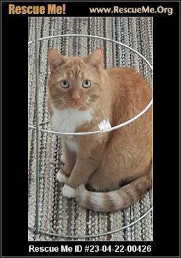 - Wisconsin Cat Rescue - ADOPTIONS - Rescue Me!