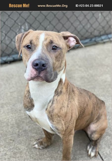 ADOPT 23042300021 ~ Pit Bull Rescue ~ Chicago, IL