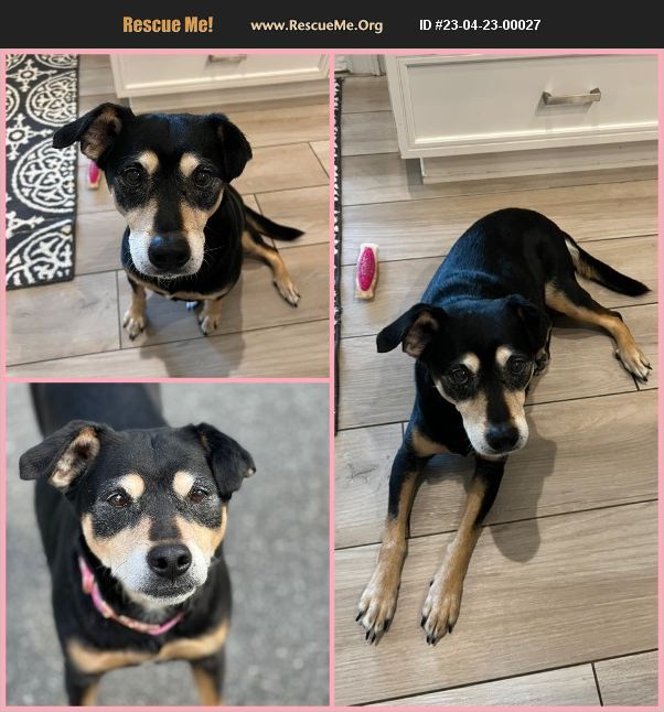 ADOPT 23042300027 ~ Australian Kelpie Rescue ~ Wesley Chapel, FL