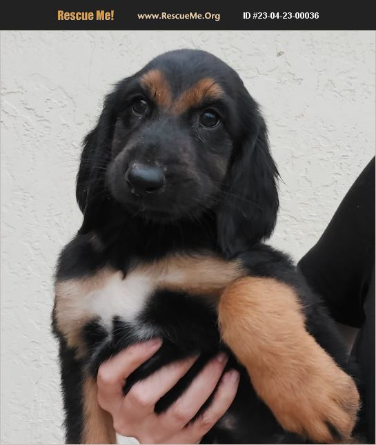 ADOPT 23042300036 ~ Afghan Hound Rescue ~ JACKSONVILLE, FL