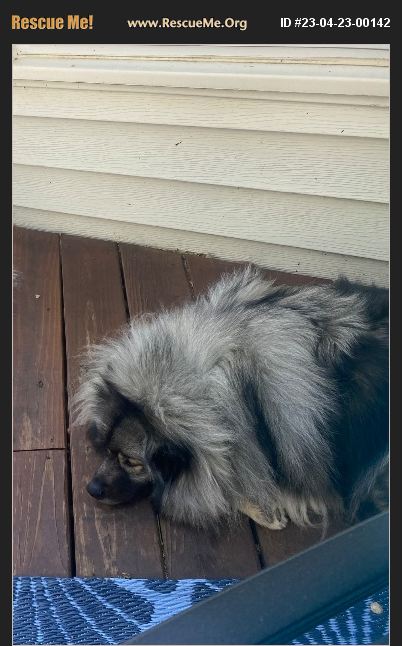 ADOPT 23042300142 ~ Keeshond Rescue ~ Overland Park, KS
