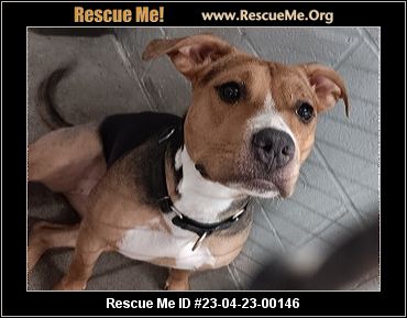 - Arizona Australian Cattle Dog Rescue - ADOPTIONS - Rescue Me!