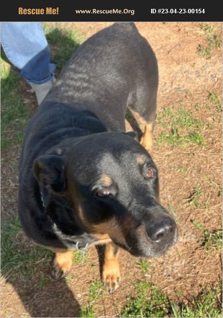 ADOPT 23042300154 ~ Rottweiler Rescue ~ Radford, VA