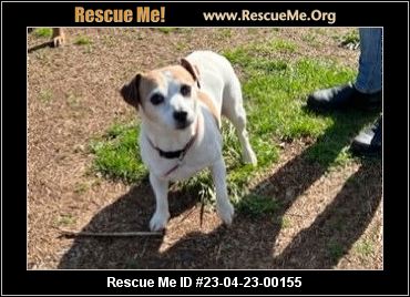 - Virginia Jack Russell Rescue - ADOPTIONS - Rescue Me!