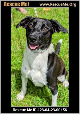 - Georgia Border Collie Rescue - ADOPTIONS - Rescue Me!