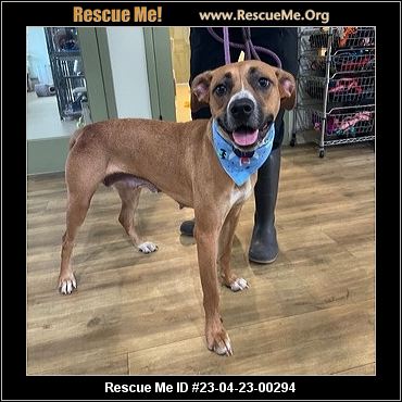 - Florida Black Mouth Cur Rescue - ADOPTIONS - Rescue Me!