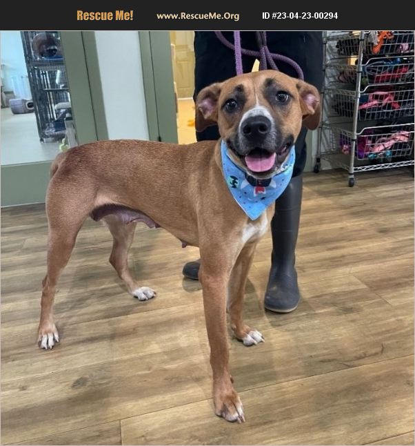 ADOPT 23042300294 ~ Black Mouth Cur Rescue ~ Sebring, FL