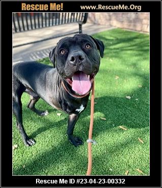 - Arizona Pit Bull Rescue - ADOPTIONS - Rescue Me!