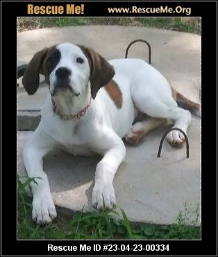 - Texas Boxer Rescue - ADOPTIONS - Rescue Me!