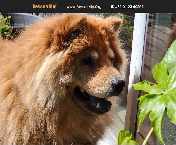 ADOPT 23042300363 ~ Chow Chow Rescue ~ Eastsound, WA