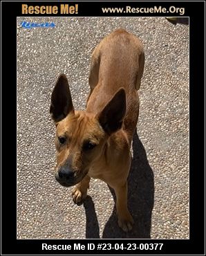 - California Basenji Rescue - ADOPTIONS - Rescue Me!