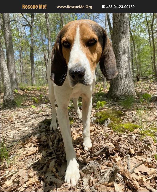 ADOPT 23042300432 ~ Treeing Walker Coonhound Rescue ~ Sunrise Beach, MO