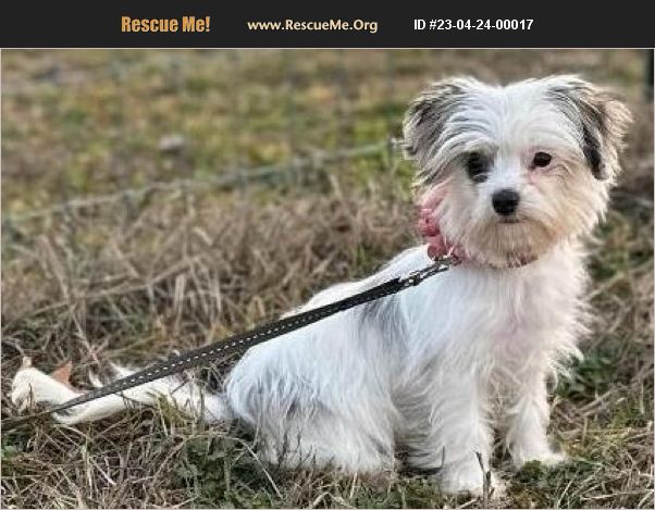 ADOPT 23042400017 ~ Maltese Rescue ~ Azle, TX