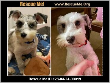 - Texas Schnauzer Rescue - ADOPTIONS - Rescue Me!