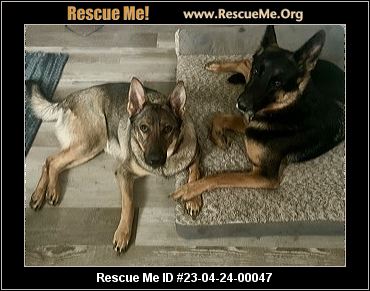 - Pennsylvania German Shepherd Rescue - ADOPTIONS - Rescue Me!